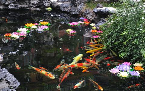 Goldfish Ponds Add Beauty and Tranquility To Landscapes