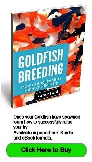 Goldfish Breeding: Secrets of How to Successfully Breed Goldfish