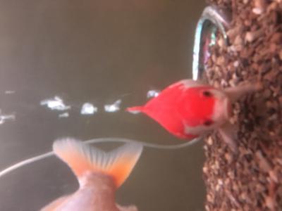 Round Goldfish Belly