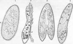 Infusoria Cultures For Feeding Goldfish Fry