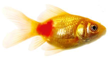 Goldfish Red Pest Disease Treatment