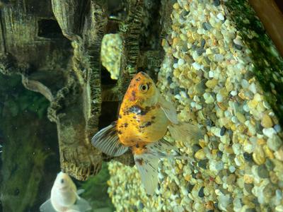 Goldfish Illness and Treatment Help